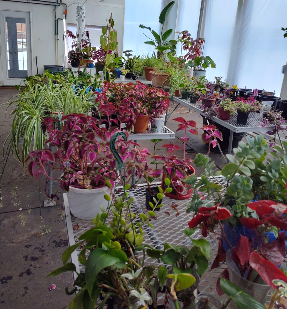 Bringing Nature Indoors – Nature Rx